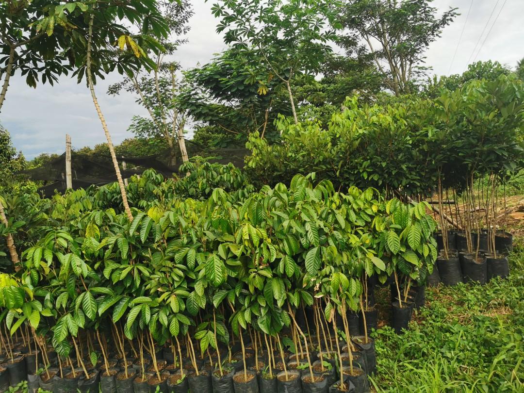 Grafted Lanzones Seedlings, Furniture & Home Living, Gardening, Plants ...