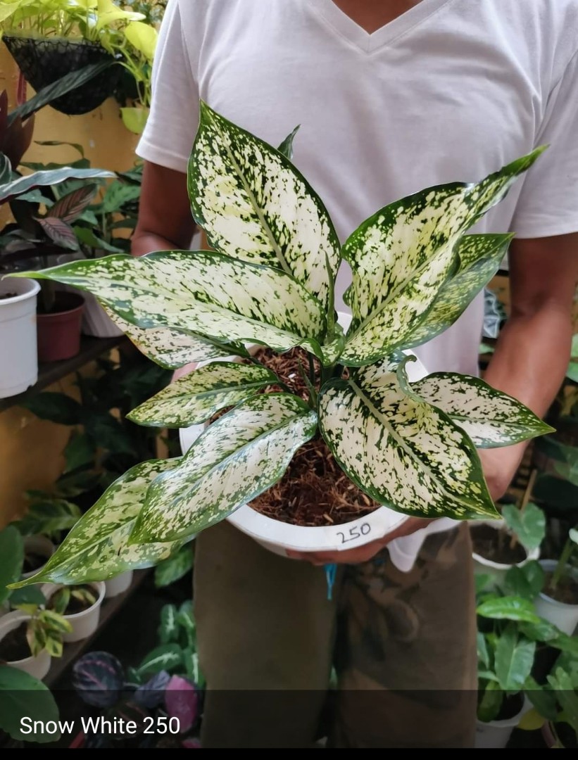 Aglaonema Snow White, Furniture & Home Living, Gardening, Plants ...