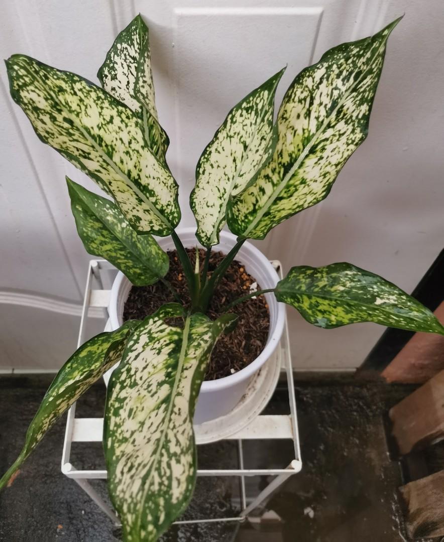 Aglaonema Snow White, Furniture & Home Living, Gardening, Plants ...