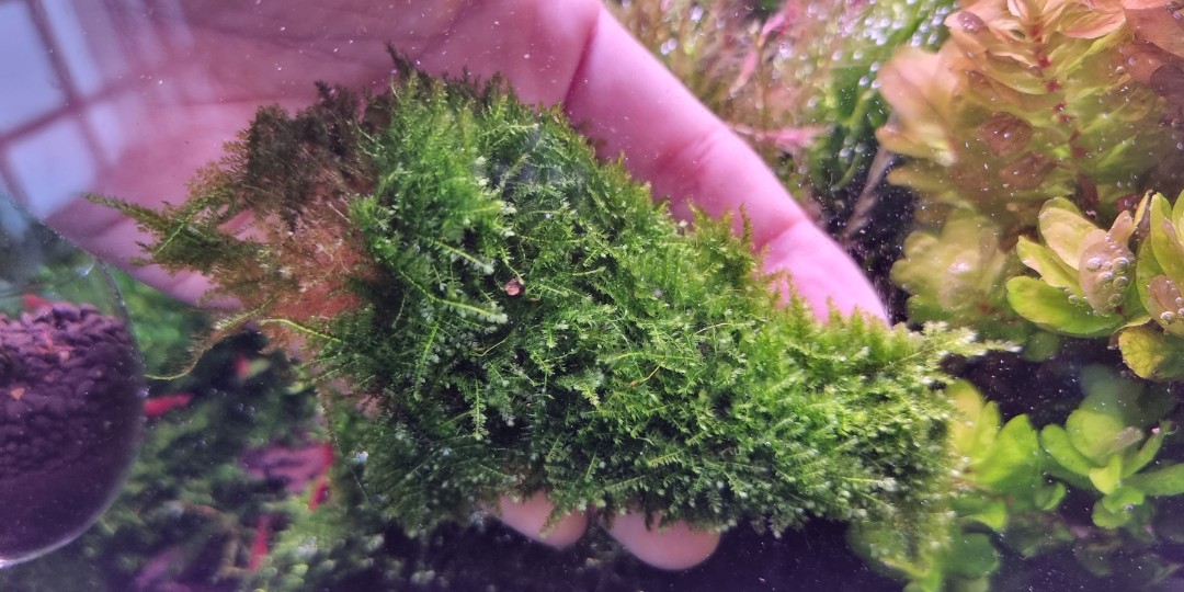 Anchor moss, Furniture & Home Living, Gardening, Plants & Seeds on ...