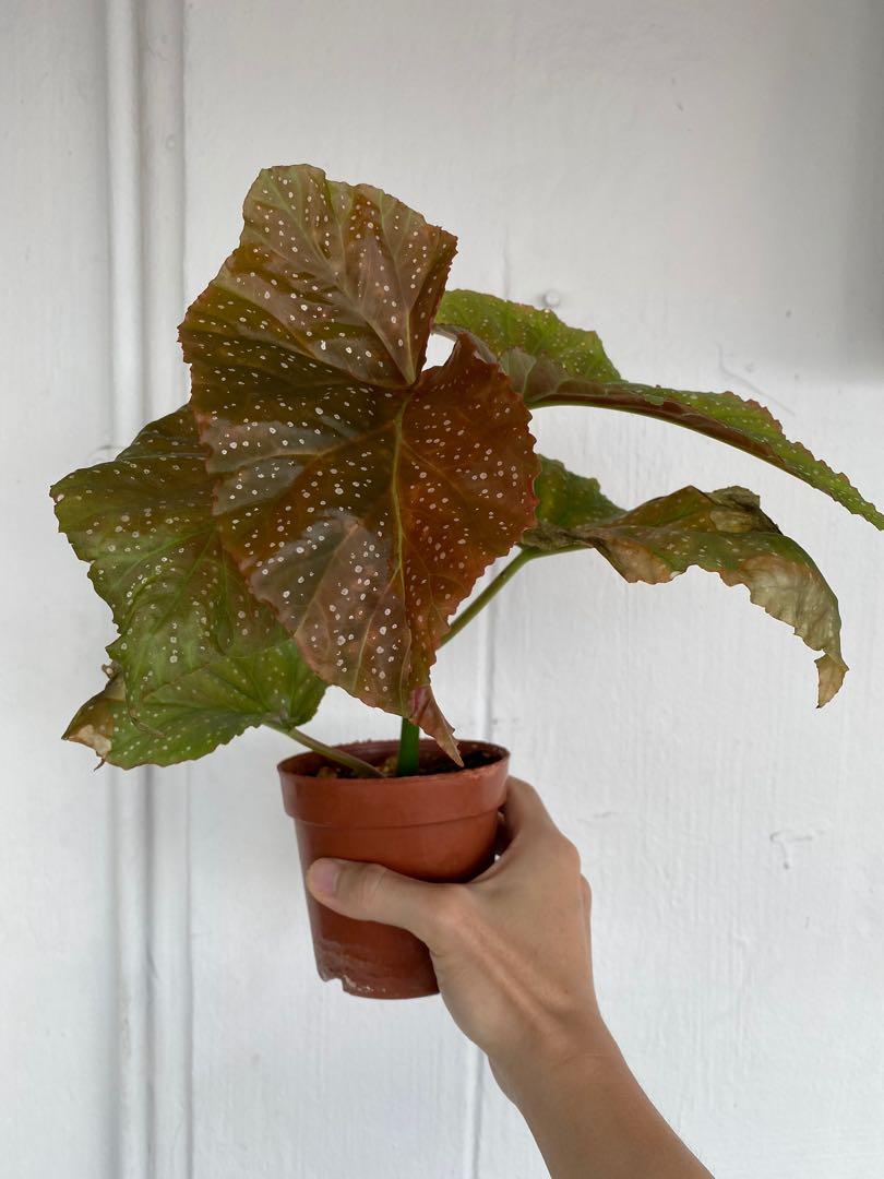 Begonia lucerna, Furniture & Home Living, Gardening, Plants & Seeds on ...