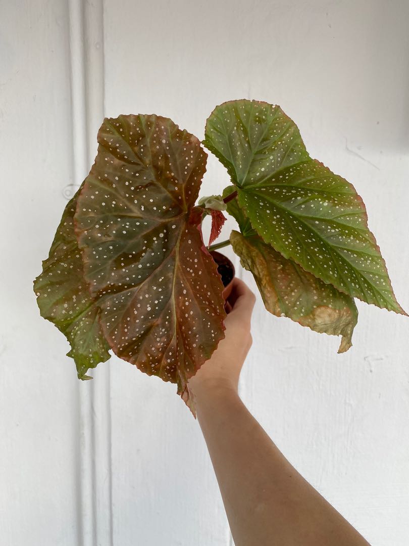 Begonia lucerna, Furniture & Home Living, Gardening, Plants & Seeds on ...