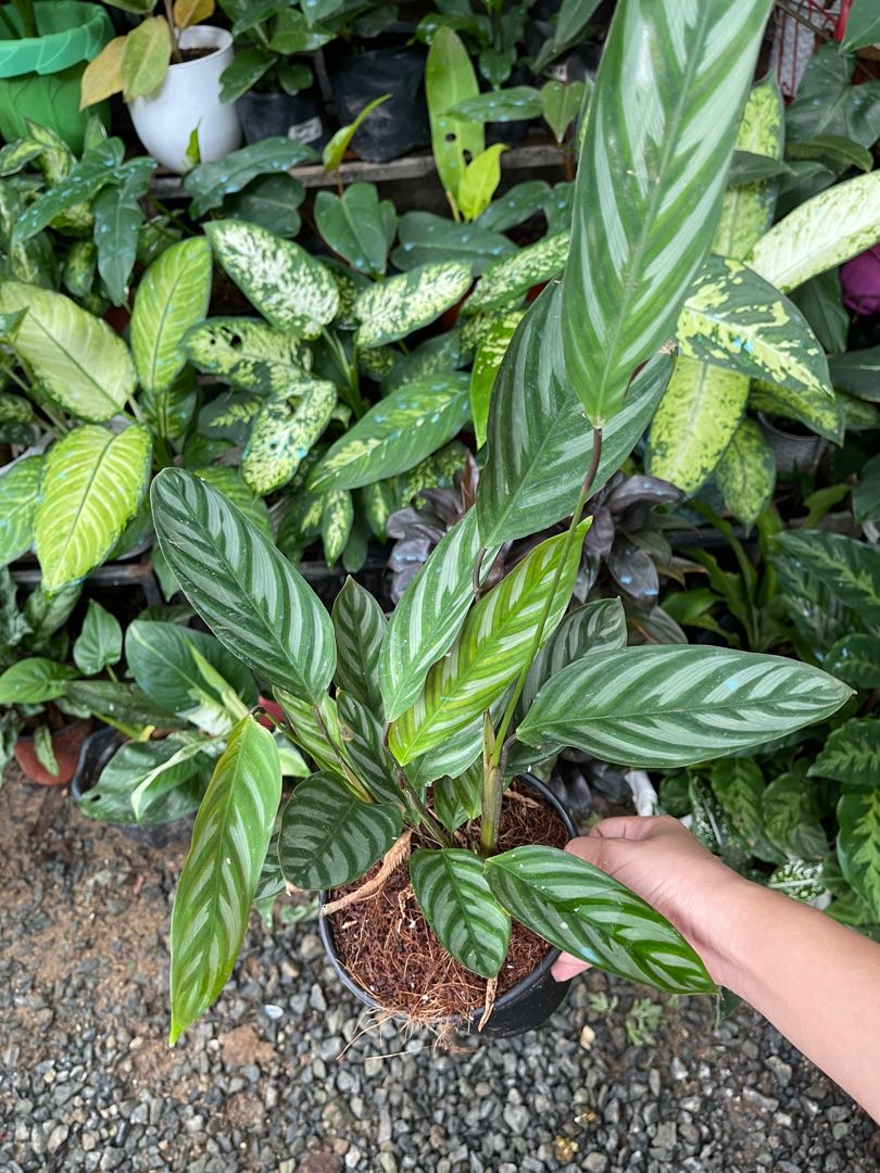 Calathea setosa, Furniture & Home Living, Gardening, Plants & Seeds on ...