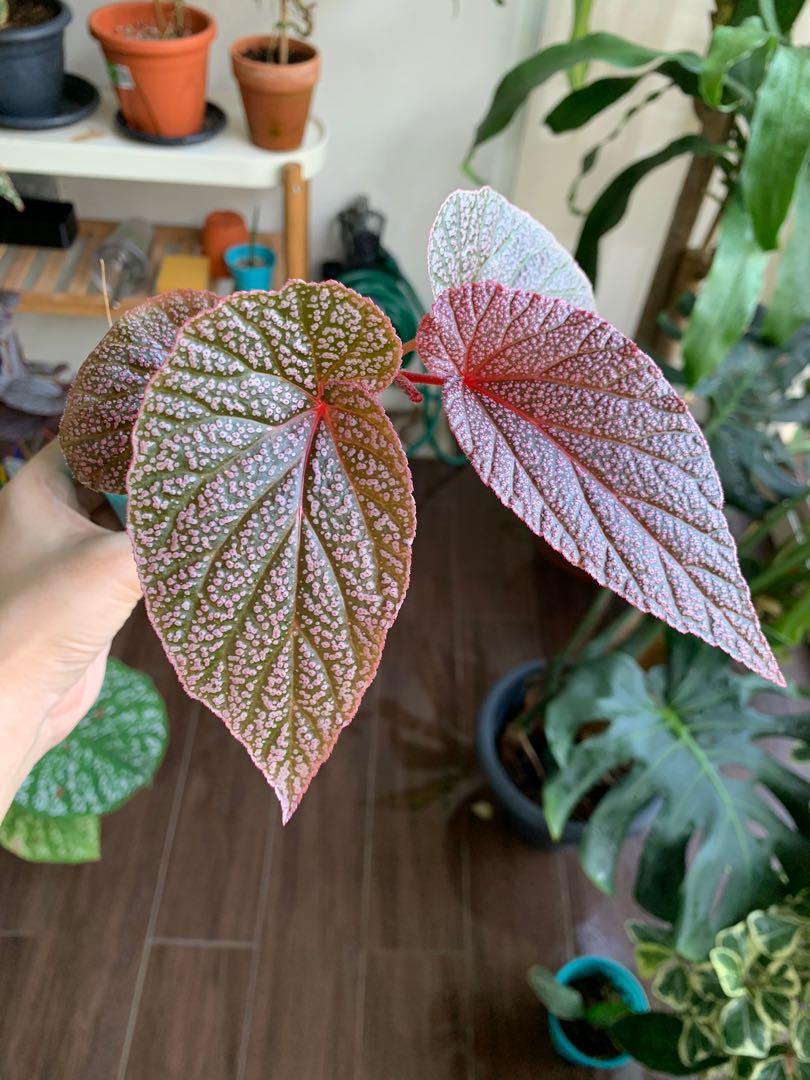 ‘Cherry’ - Begonia U062, Furniture & Home Living, Gardening, Plants ...