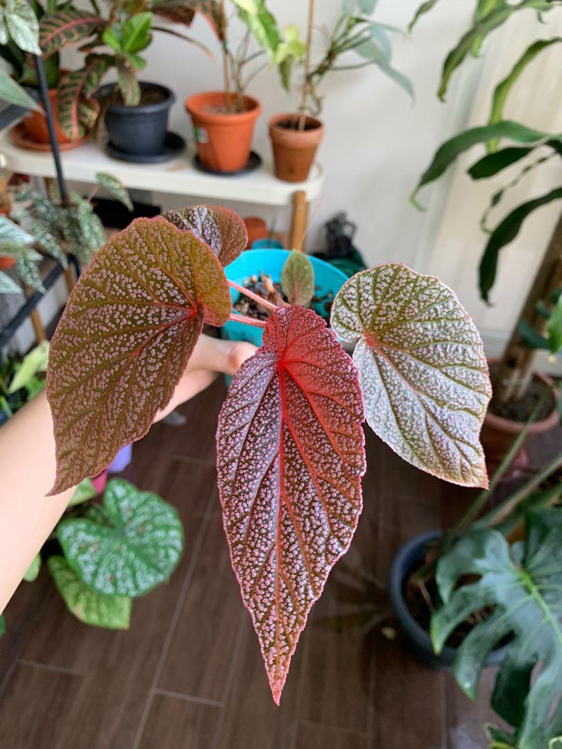 ‘Cherry’ - Begonia U062, Furniture & Home Living, Gardening, Plants ...