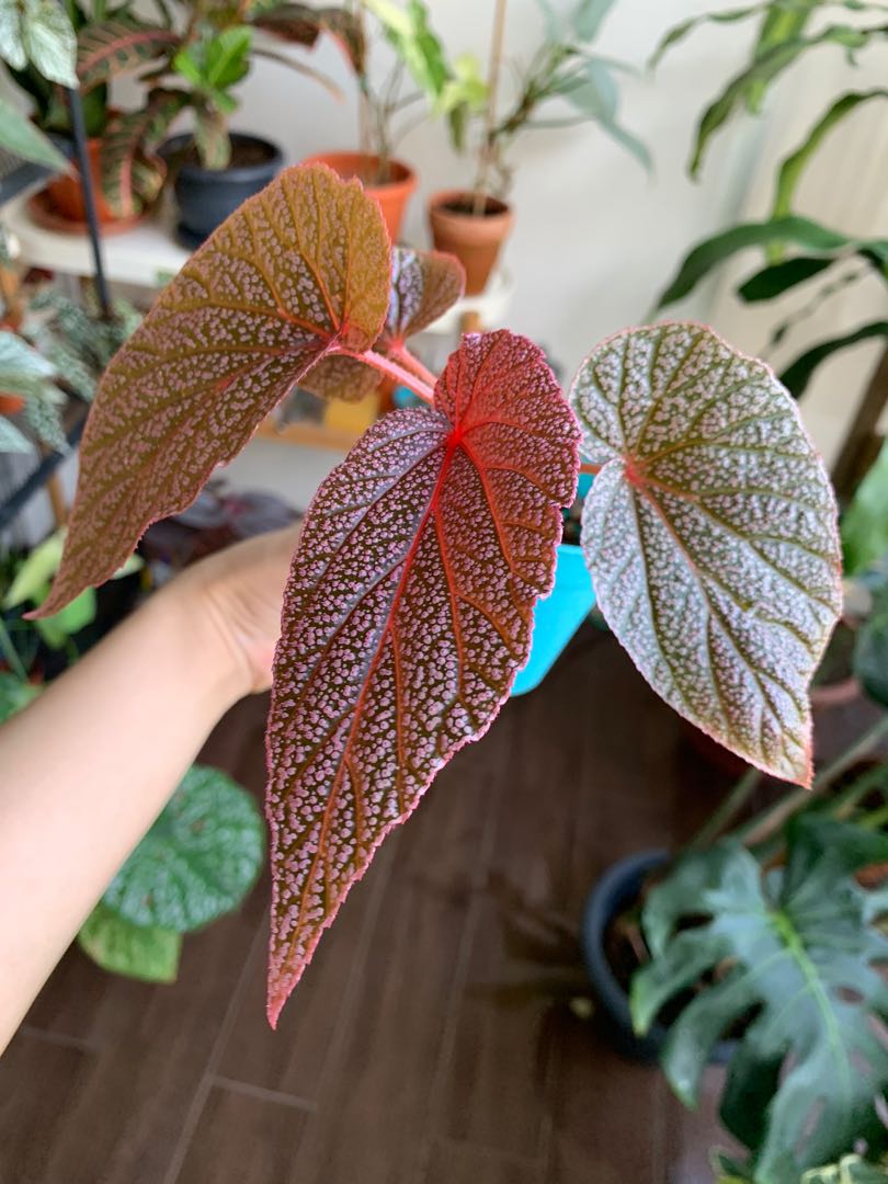 ‘Cherry’ - Begonia U062, Furniture & Home Living, Gardening, Plants ...