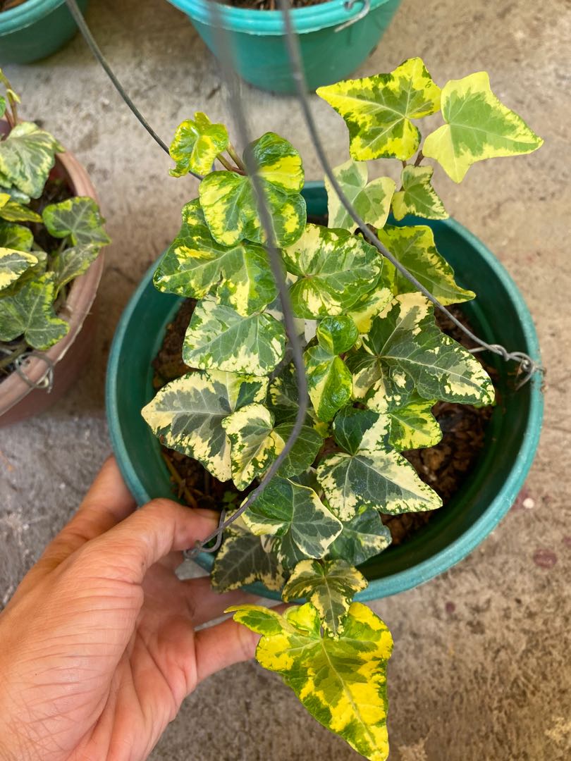 hedera helix "golden ingot", Furniture & Home Living, Gardening, Plants ...