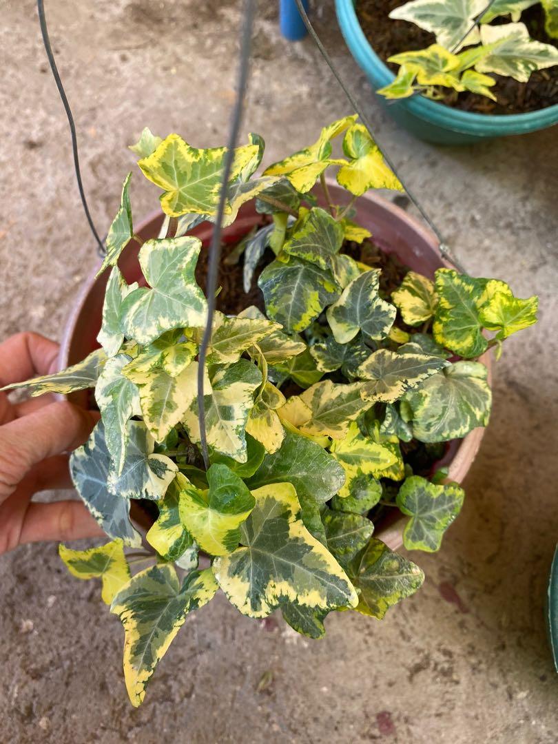 hedera helix "golden ingot", Furniture & Home Living, Gardening, Plants ...