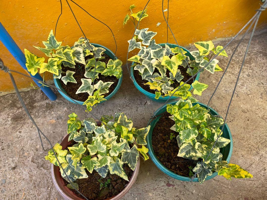 hedera helix "golden ingot", Furniture & Home Living, Gardening, Plants ...