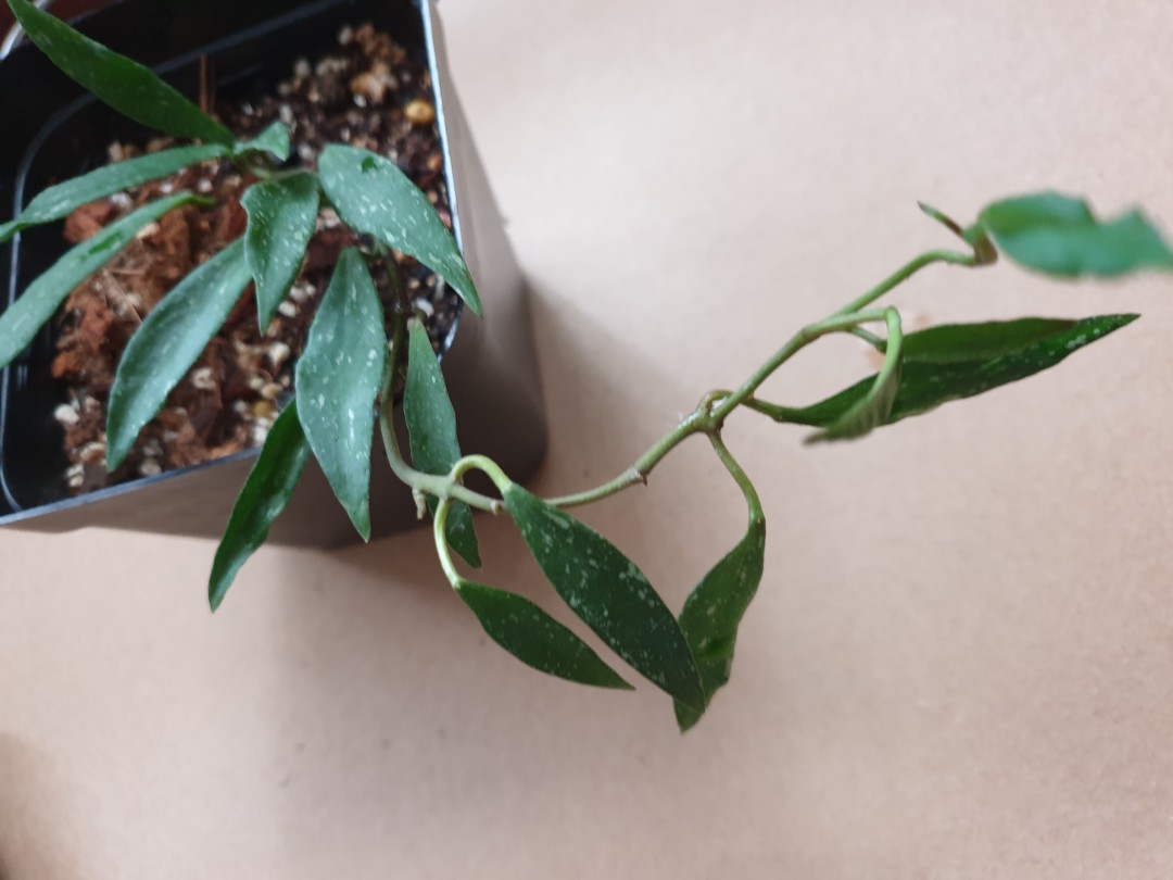 Hoya Mirabilis Splash, Furniture & Home Living, Gardening, Plants ...