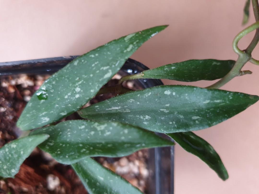 Hoya Mirabilis Splash, Furniture & Home Living, Gardening, Plants ...