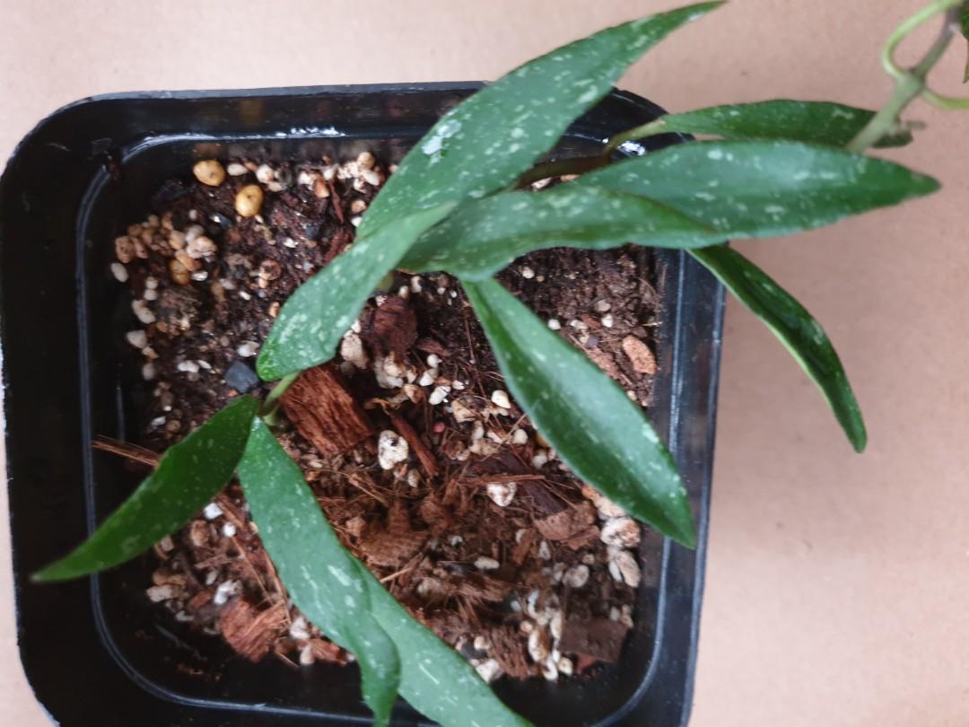 Hoya Mirabilis Splash, Furniture & Home Living, Gardening, Plants ...