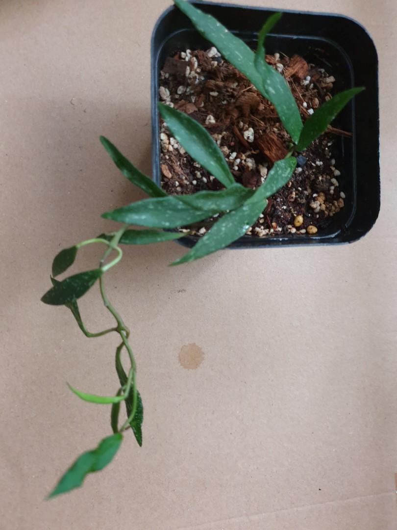 Hoya Mirabilis Splash, Furniture & Home Living, Gardening, Plants ...