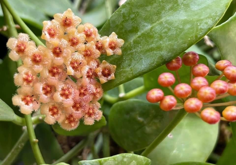Hoya RP01, Furniture & Home Living, Gardening, Plants & Seeds on Carousell
