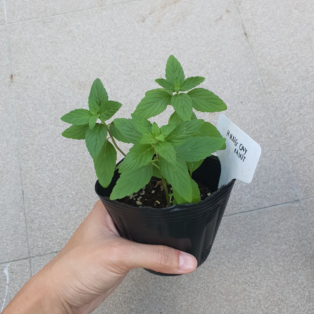 Hung Cay mint, Furniture & Home Living, Gardening, Plants & Seeds on ...