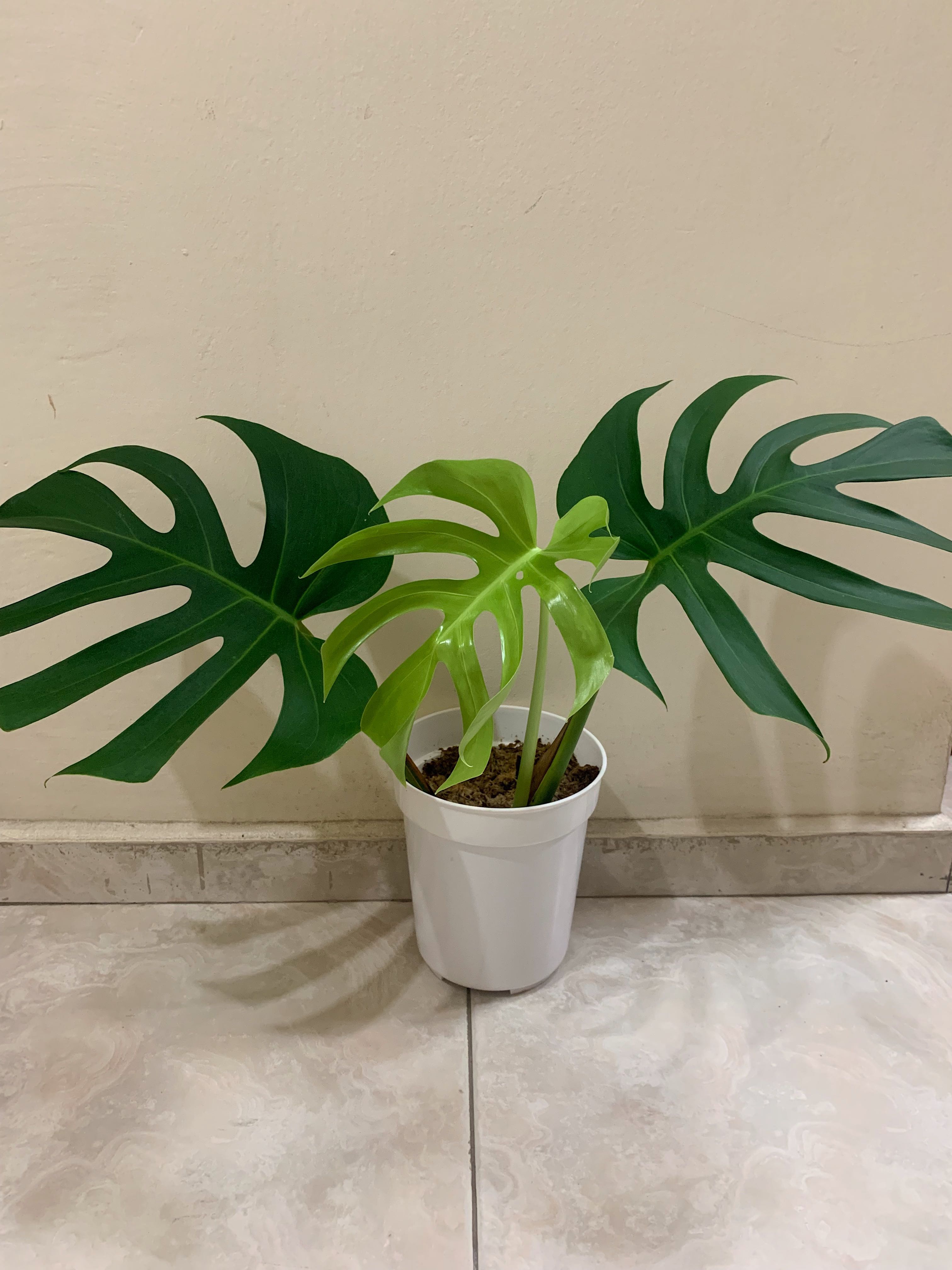 Monstera Deliciosa Brazilian Form/ Brazil, Furniture & Home Living ...