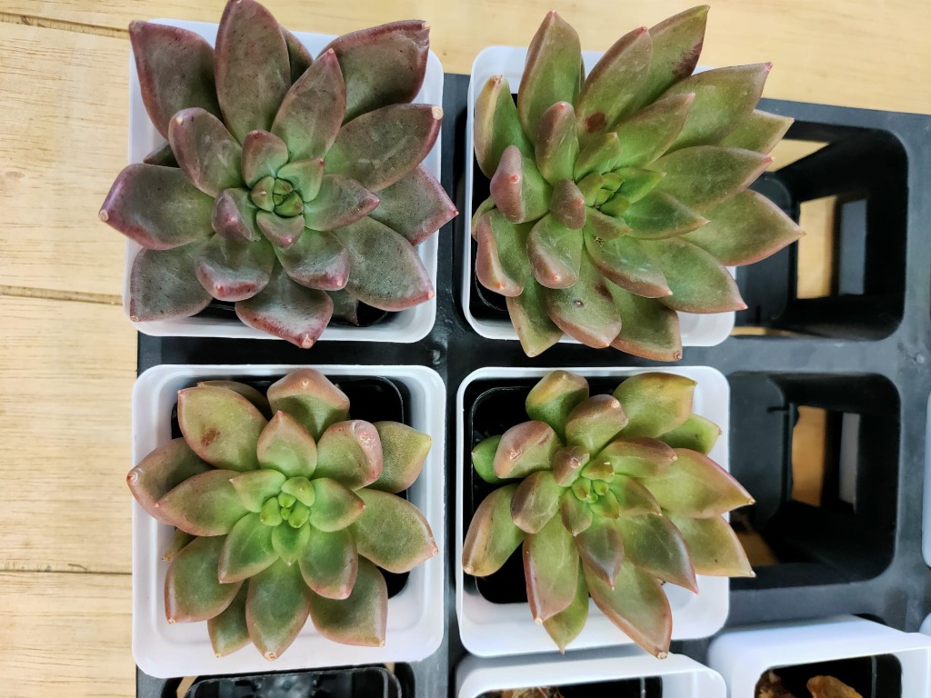 RARE SUCCULENTS-Echeveria 'Psyche', Furniture & Home Living, Gardening ...