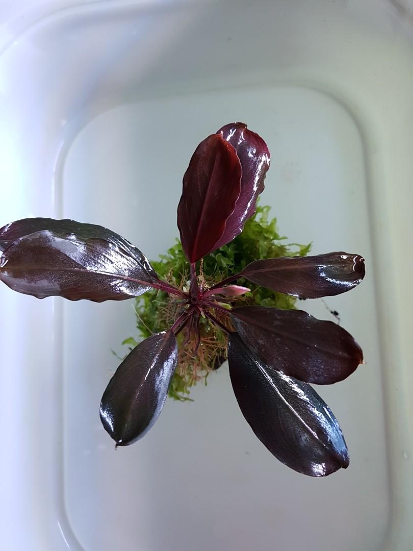 Bucephalandra sp. Deep Purple, Pet Supplies, Homes & Other Pet ...