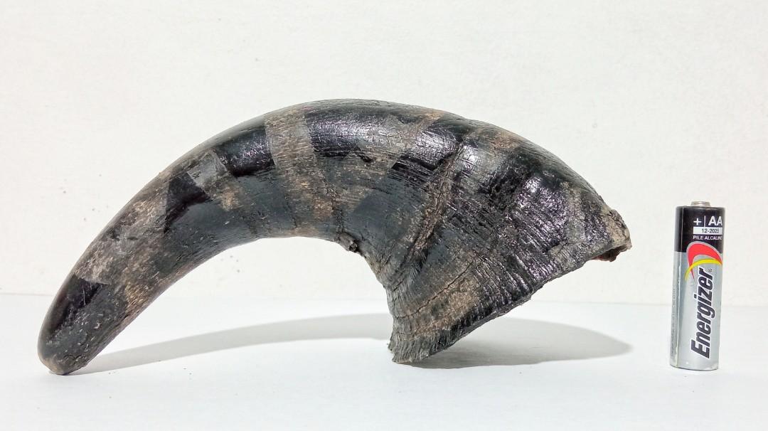 Carabao Horn / Sungay ng Kalabaw, Hobbies & Toys, Memorabilia ...