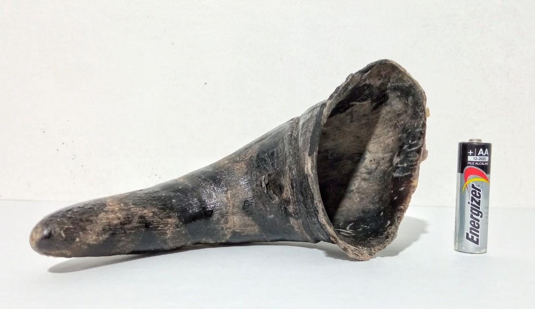 Carabao Horn / Sungay ng Kalabaw, Hobbies & Toys, Memorabilia ...
