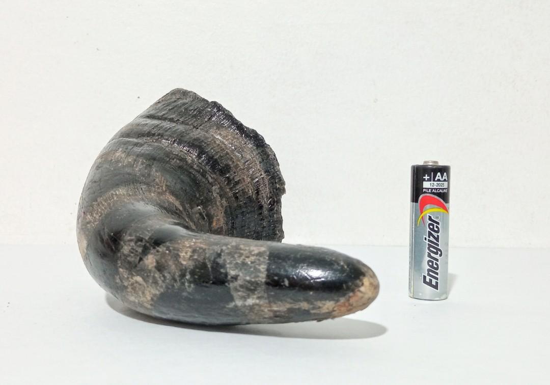 Carabao Horn / Sungay ng Kalabaw, Hobbies & Toys, Memorabilia ...