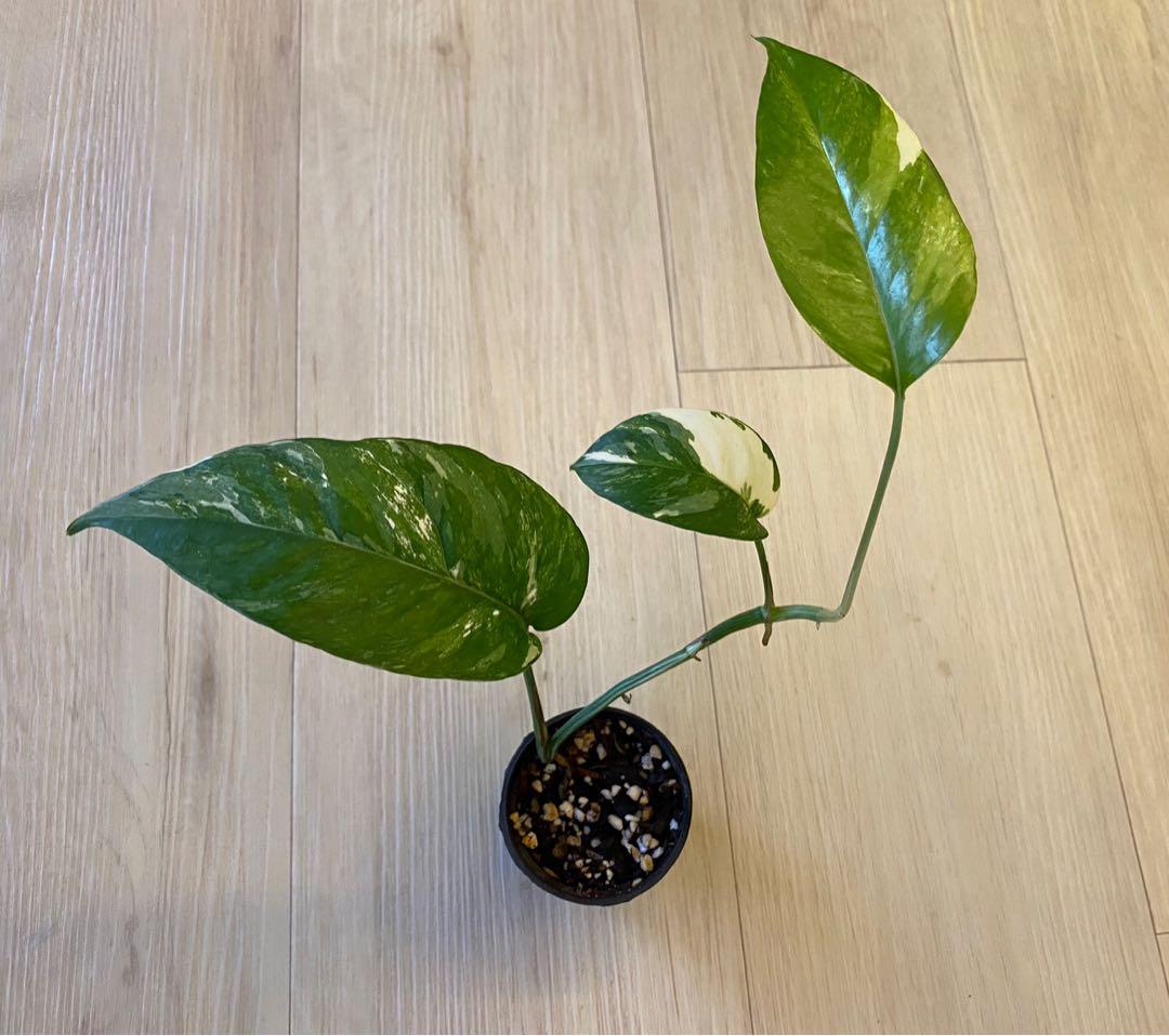 Epipremnum Pinnatum Albo Var, Furniture & Home Living, Gardening ...