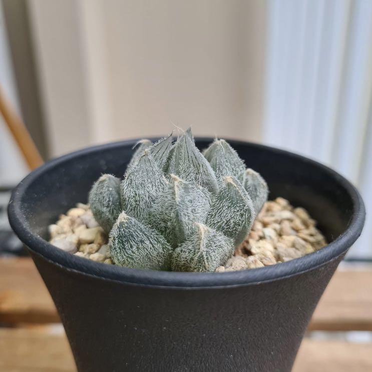 Haworthia Cooperi Venusta 白泽毛玉露 (Mao Yu Lu), Acclimatised Succulent ...