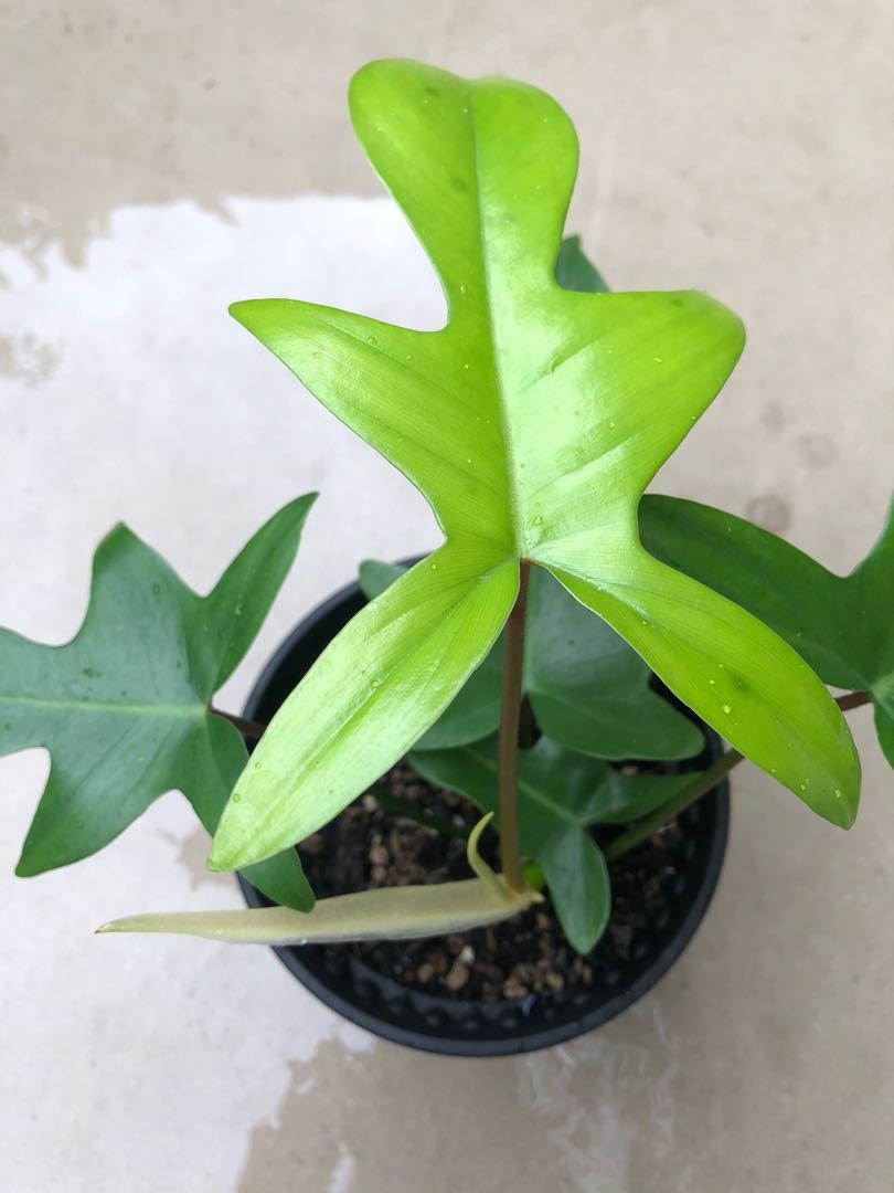 Philodendron Rudolph, Furniture & Home Living, Gardening, Plants ...