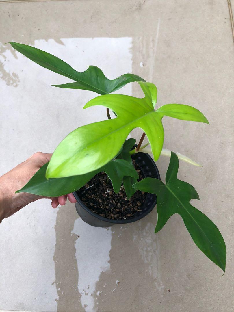 Philodendron Rudolph, Furniture & Home Living, Gardening, Plants ...