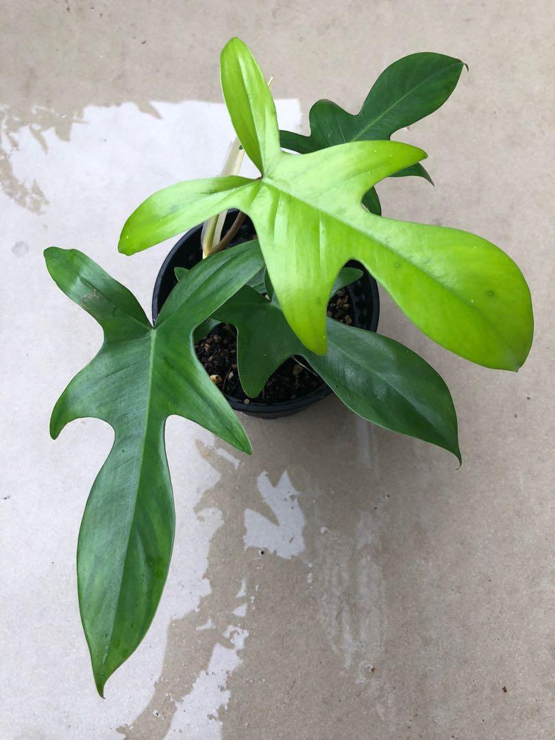 Philodendron Rudolph, Furniture & Home Living, Gardening, Plants ...