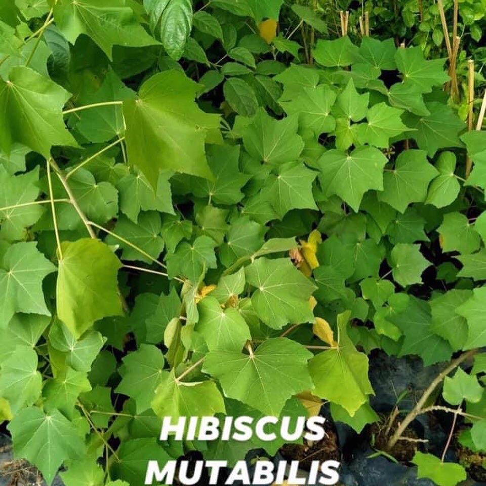 Pokok bunga hibiscus mutabilis berlapis @ laki pukul bini, Furniture ...