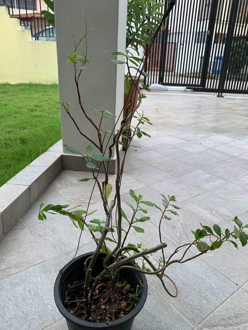 Java Ginseng, Furniture & Home Living, Gardening, Plants & Seeds on ...
