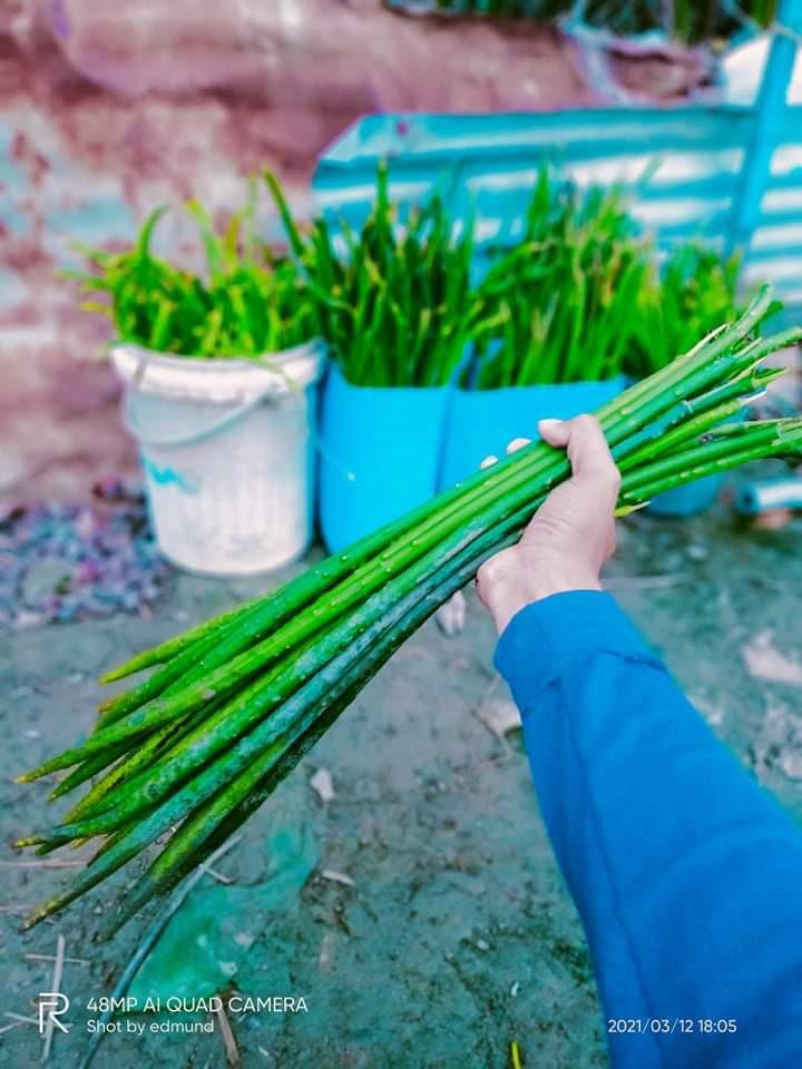 Red Mangroves (BAKAWAN), Furniture & Home Living, Gardening, Plants ...