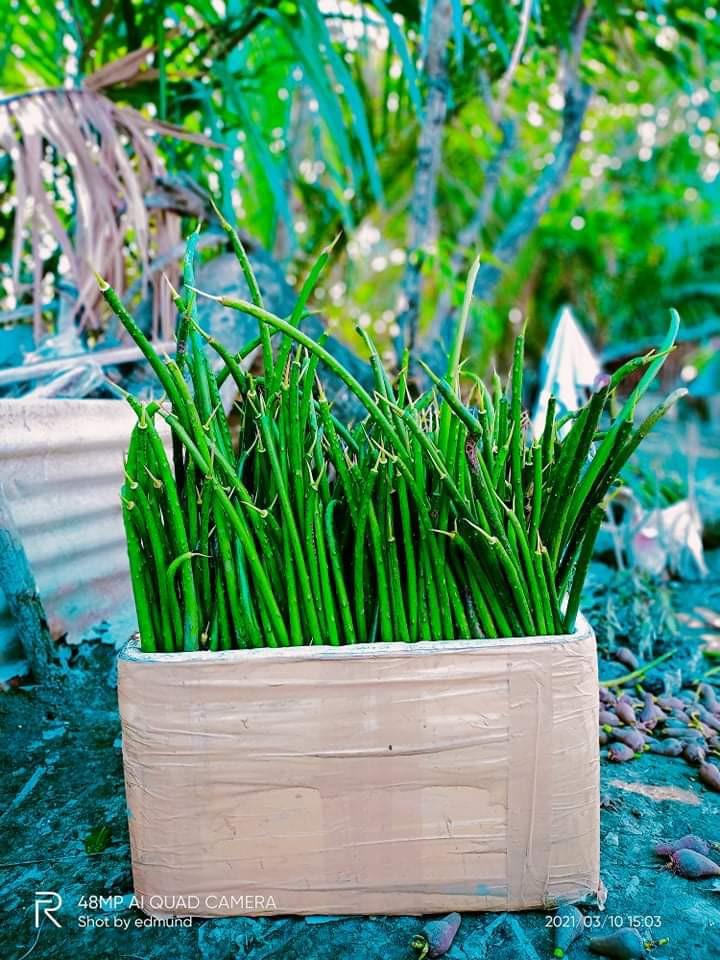 Red Mangroves (BAKAWAN), Furniture & Home Living, Gardening, Plants ...