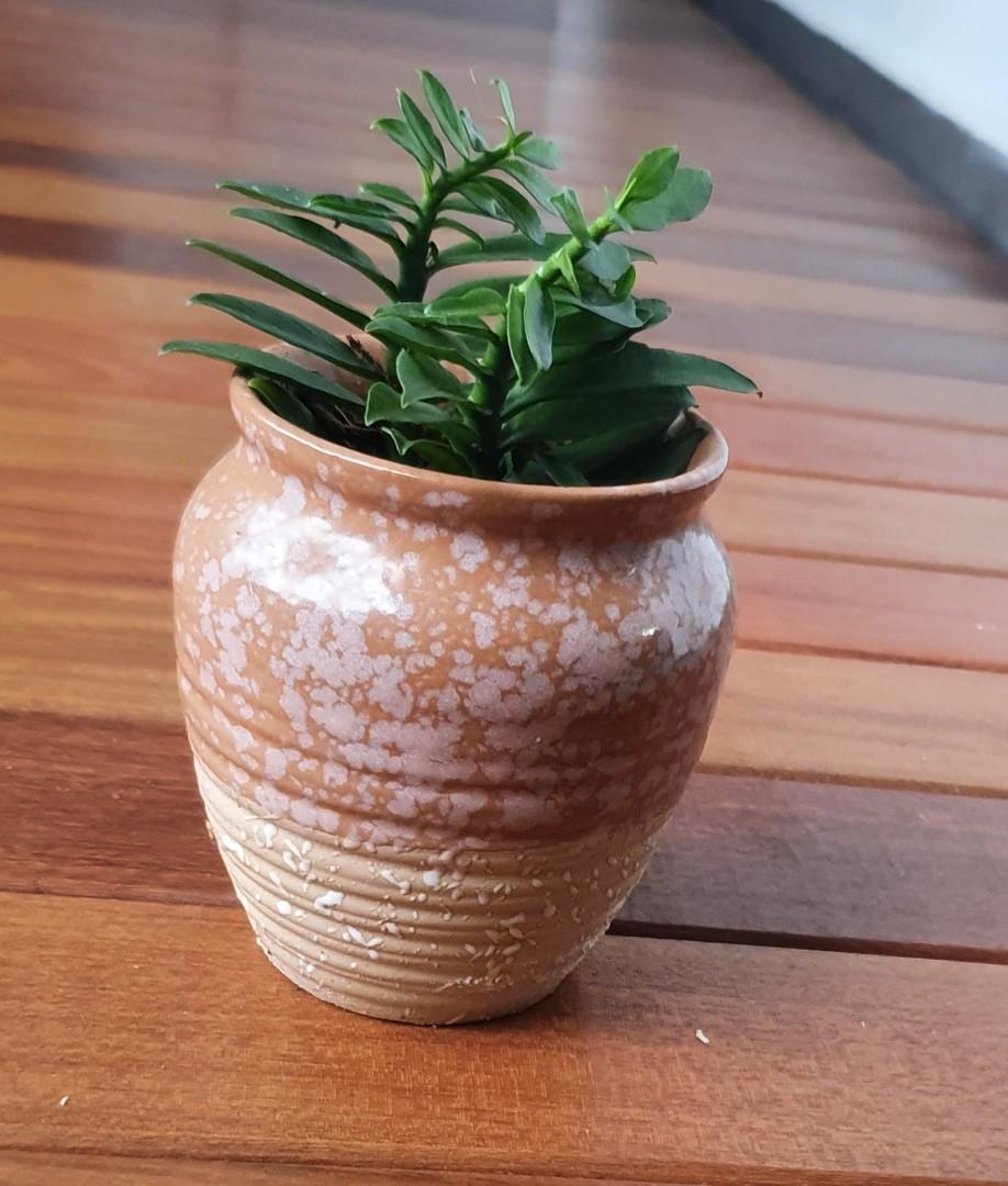 Dwarf Devils Backbone indoor plant, Furniture & Home Living, Gardening ...