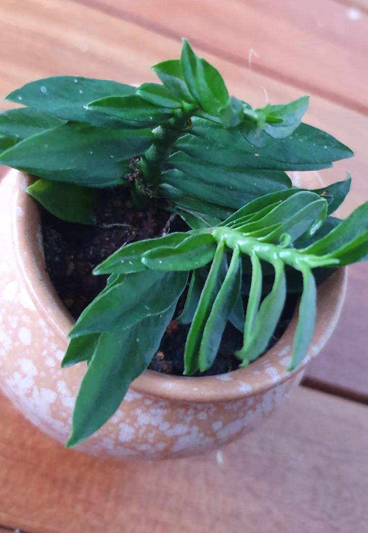 Dwarf Devils Backbone indoor plant, Furniture & Home Living, Gardening ...