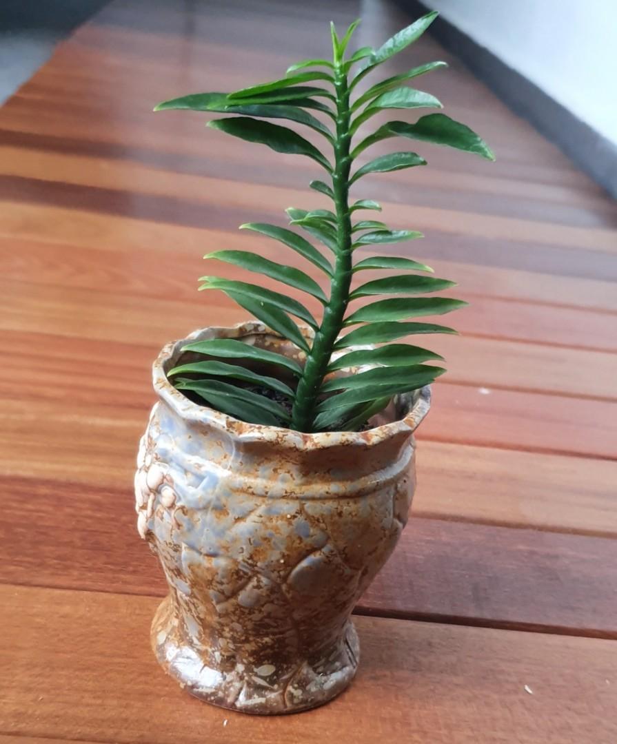 Dwarf Devils Backbone indoor plant, Furniture & Home Living, Gardening ...