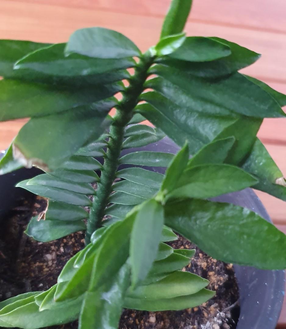 Dwarf Devils Backbone indoor plant, Furniture & Home Living, Gardening ...