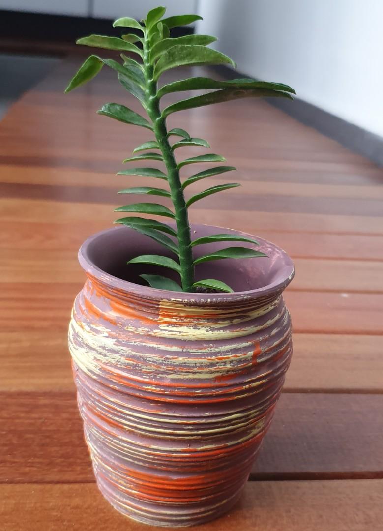 Dwarf Devils Backbone indoor plant, Furniture & Home Living, Gardening ...