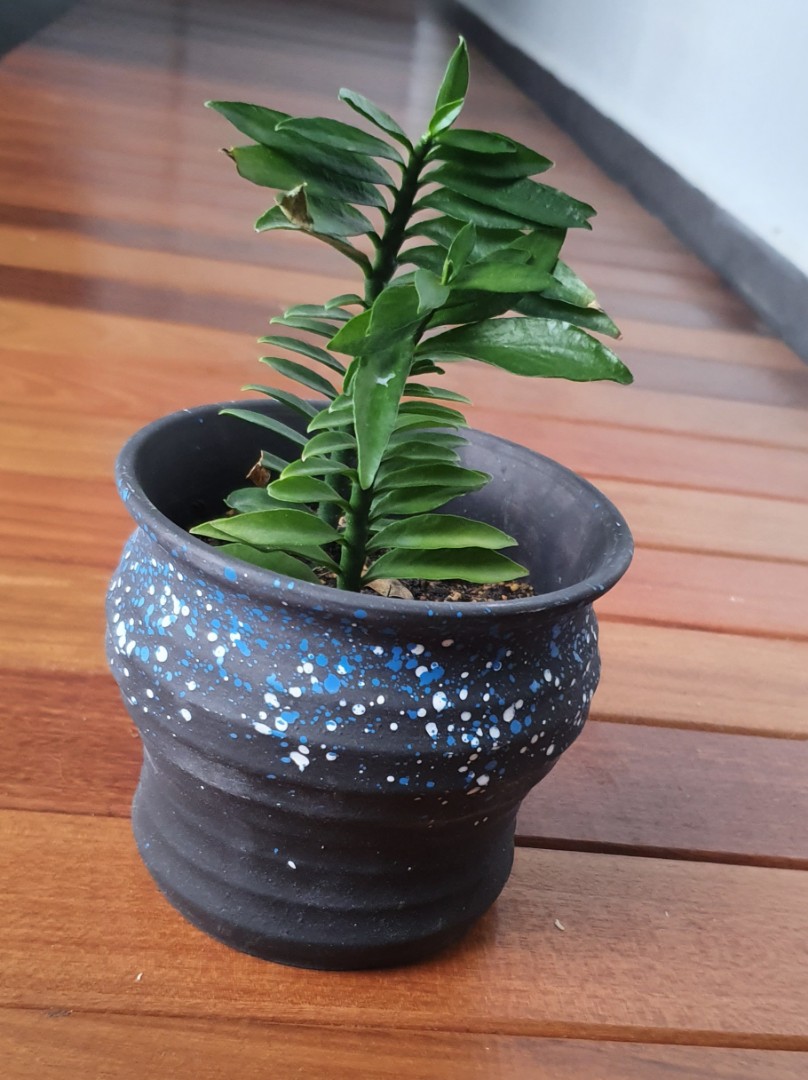 Dwarf Devils Backbone indoor plant, Furniture & Home Living, Gardening ...