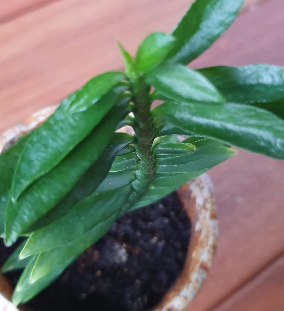 Dwarf Devils Backbone indoor plant, Furniture & Home Living, Gardening ...