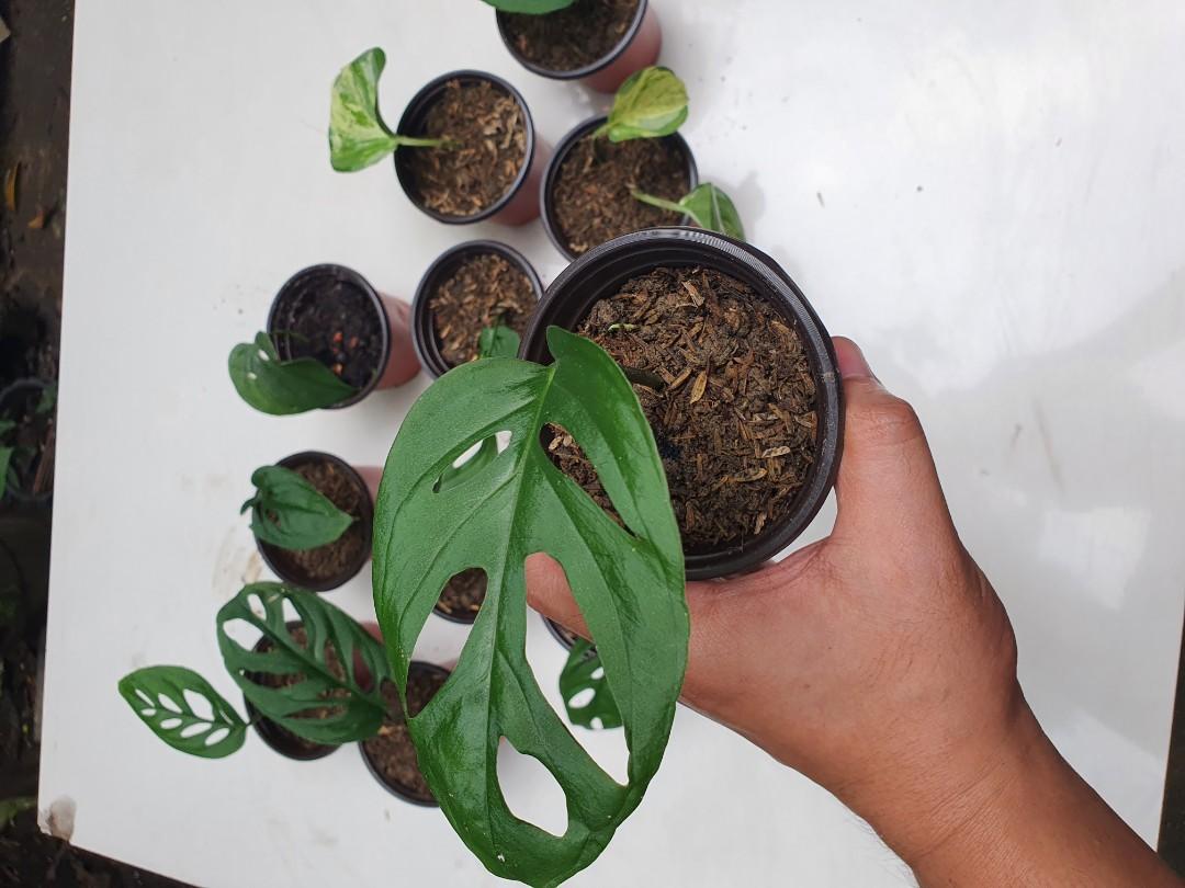 Monstera Adansonii, Manjula Pothos, and Heartleaf Philodendron ...