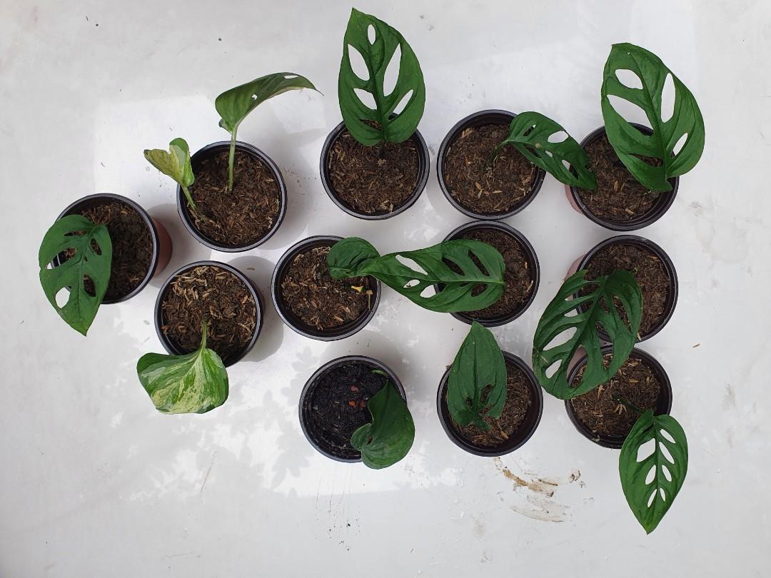 Monstera Adansonii, Manjula Pothos, and Heartleaf Philodendron ...