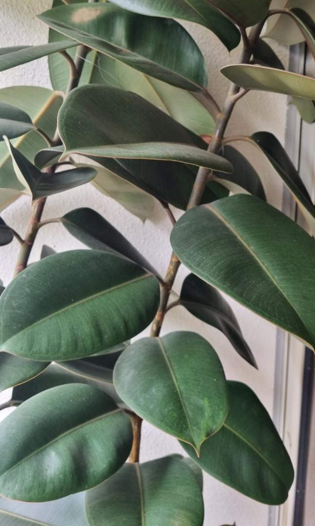 Ficus elastica, the rubber fig, rubber bush, rubber tree, rubber plant ...