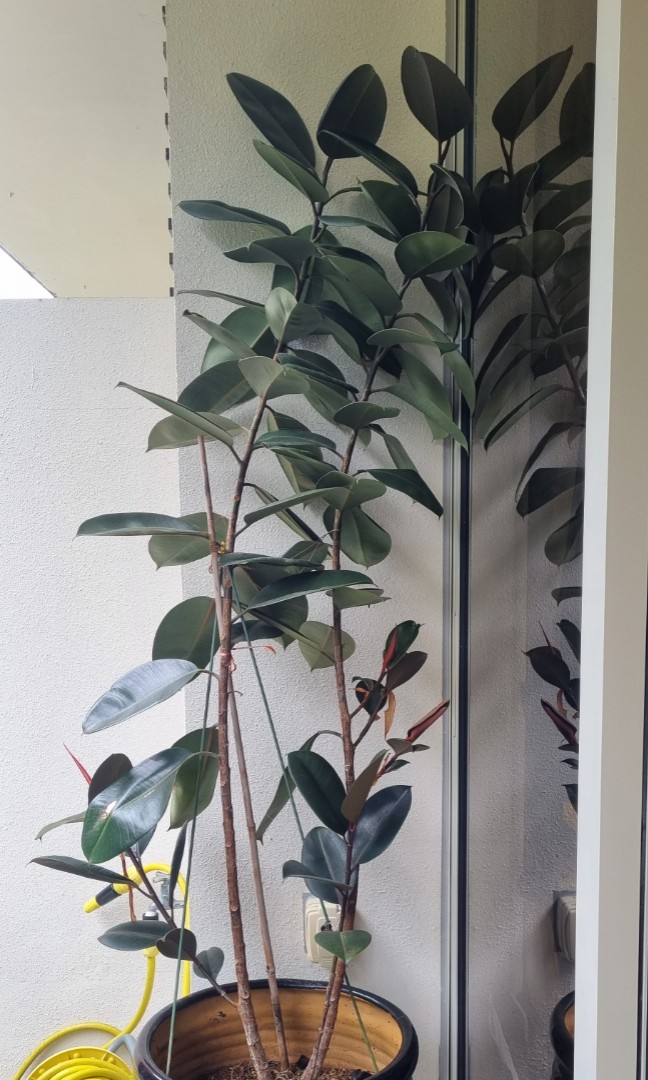 Ficus elastica, the rubber fig, rubber bush, rubber tree, rubber plant ...