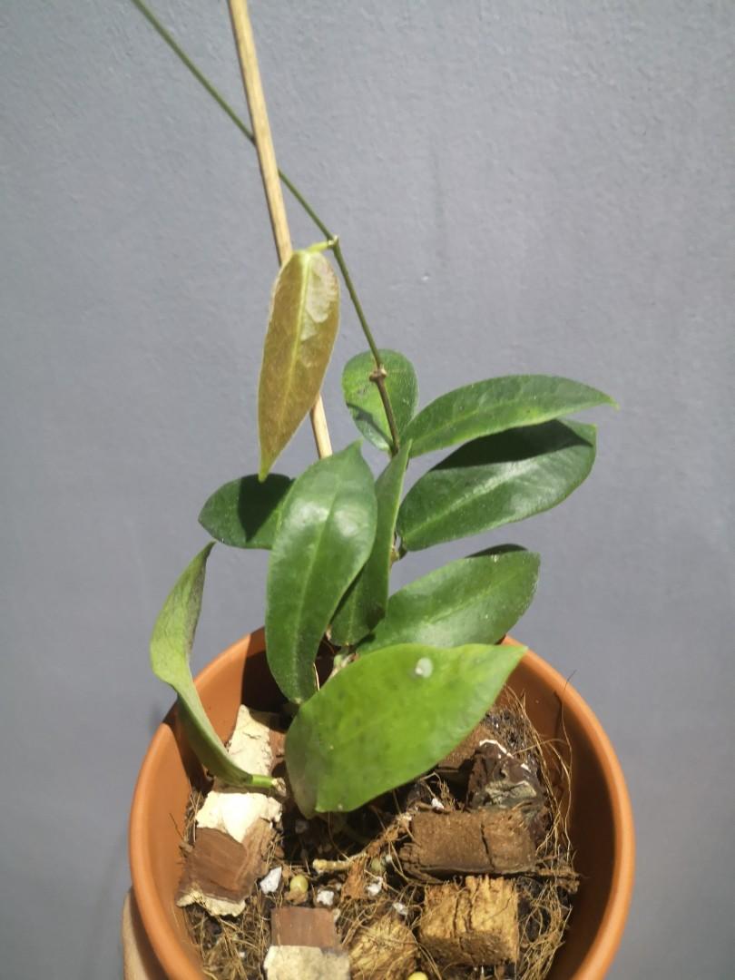 Hoya patella pink, Furniture & Home Living, Gardening, Plants & Seeds ...