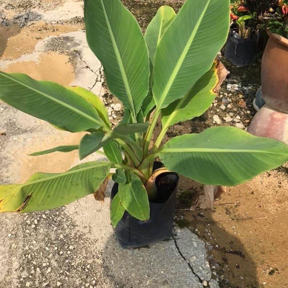 Pokok lotus banana, Furniture & Home Living, Gardening, Plants & Seeds ...
