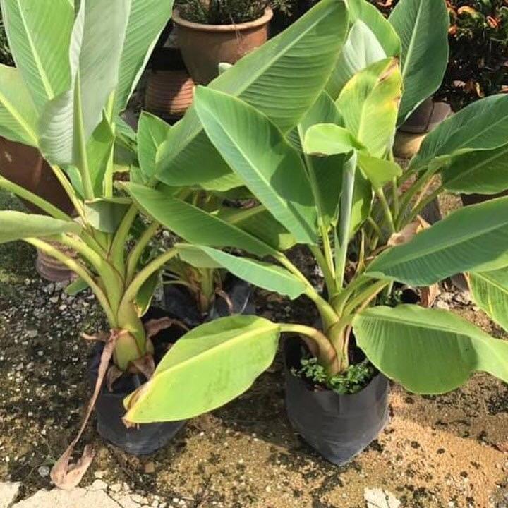 Pokok lotus banana, Furniture & Home Living, Gardening, Plants & Seeds ...