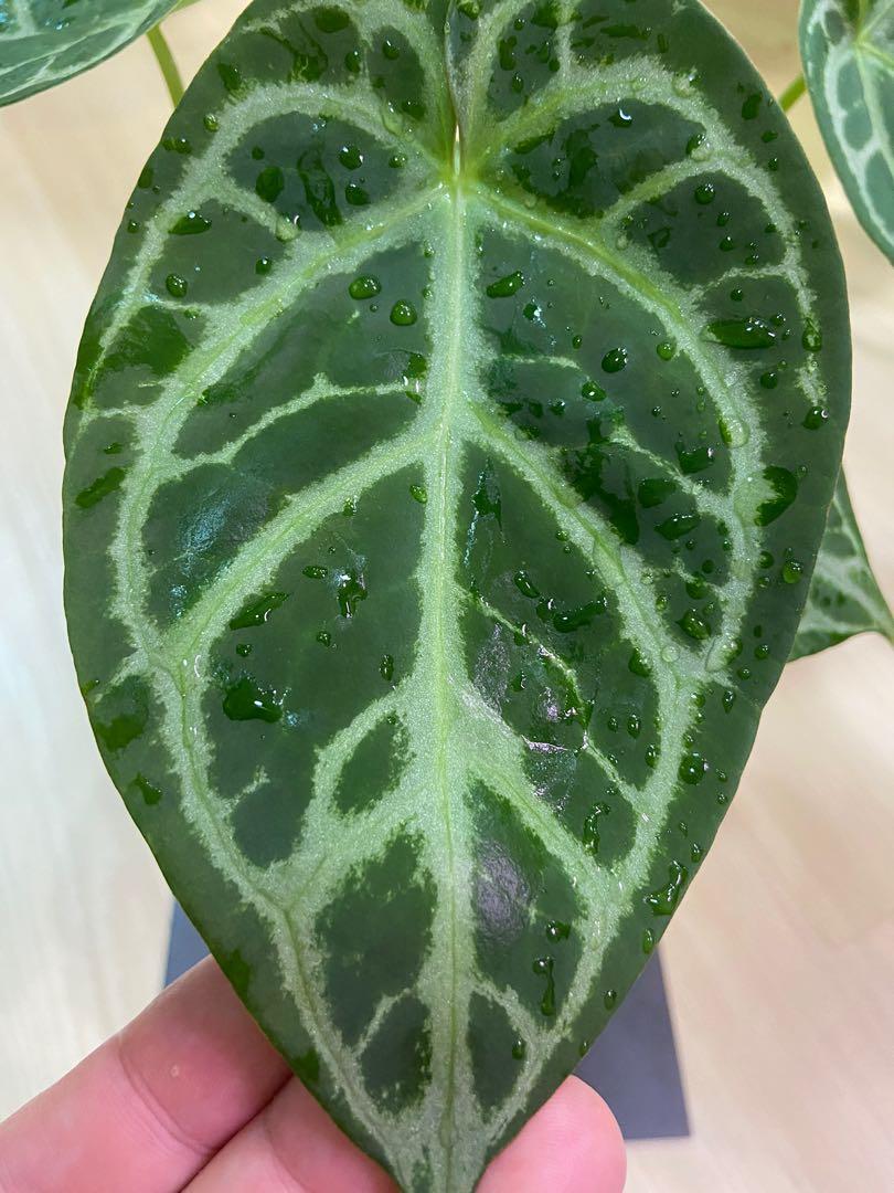 Anthurium Selby Silver (Rare), Furniture & Home Living, Gardening ...