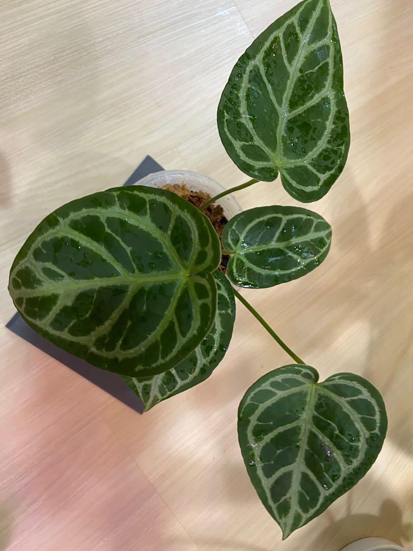 Anthurium Selby Silver (Rare), Furniture & Home Living, Gardening ...